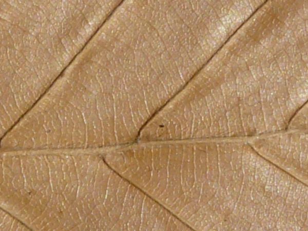 texture 0097 - Texturelib